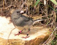 IU research finds promiscuousness results in genetic 'trade-up,' more ...