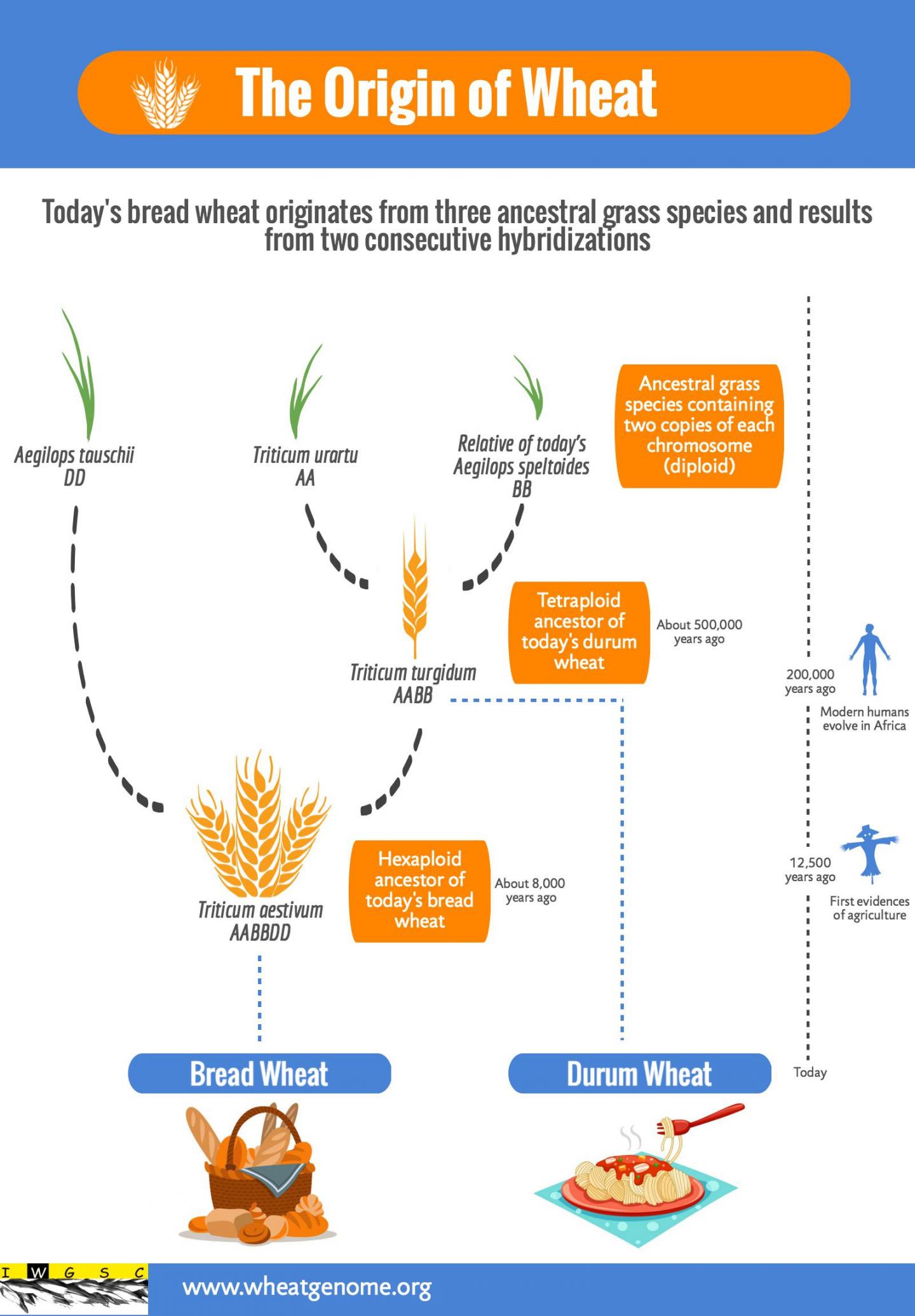 Presenting the First Fully Annotated Reference Genome of Bread Wheat (3 ...
