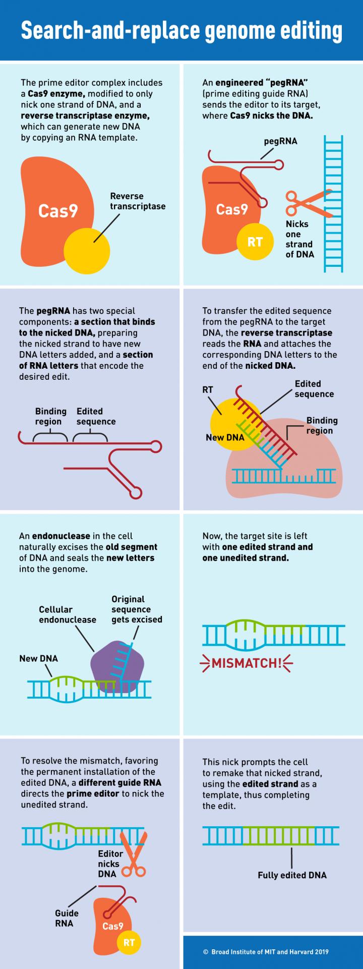 Search and Replace Genome Editing [IMAGE] | EurekAlert! Science News Releases