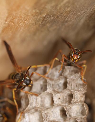 Social Wasps Recognize Each Others' Faces (2 of 6) | EurekAlert!