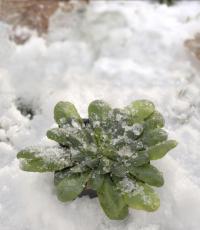 Plants point the way to coping with climate change | EurekAlert!