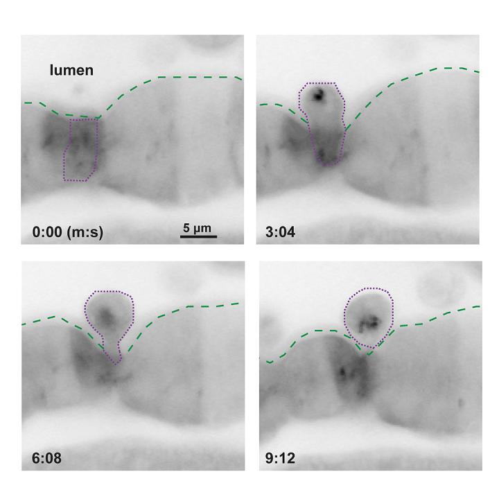 Delamination [IMAGE] | EurekAlert! Science News Releases