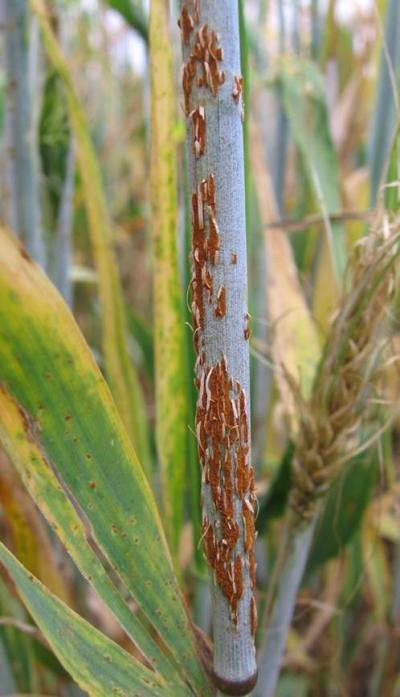 Genetic Tools in the Battle against Stem Rust (6 of 8) | EurekAlert!