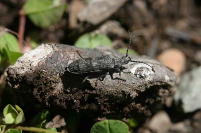 Organizing the Beetle Files (2 of 5) [IMAGE] | EurekAlert! Science News ...