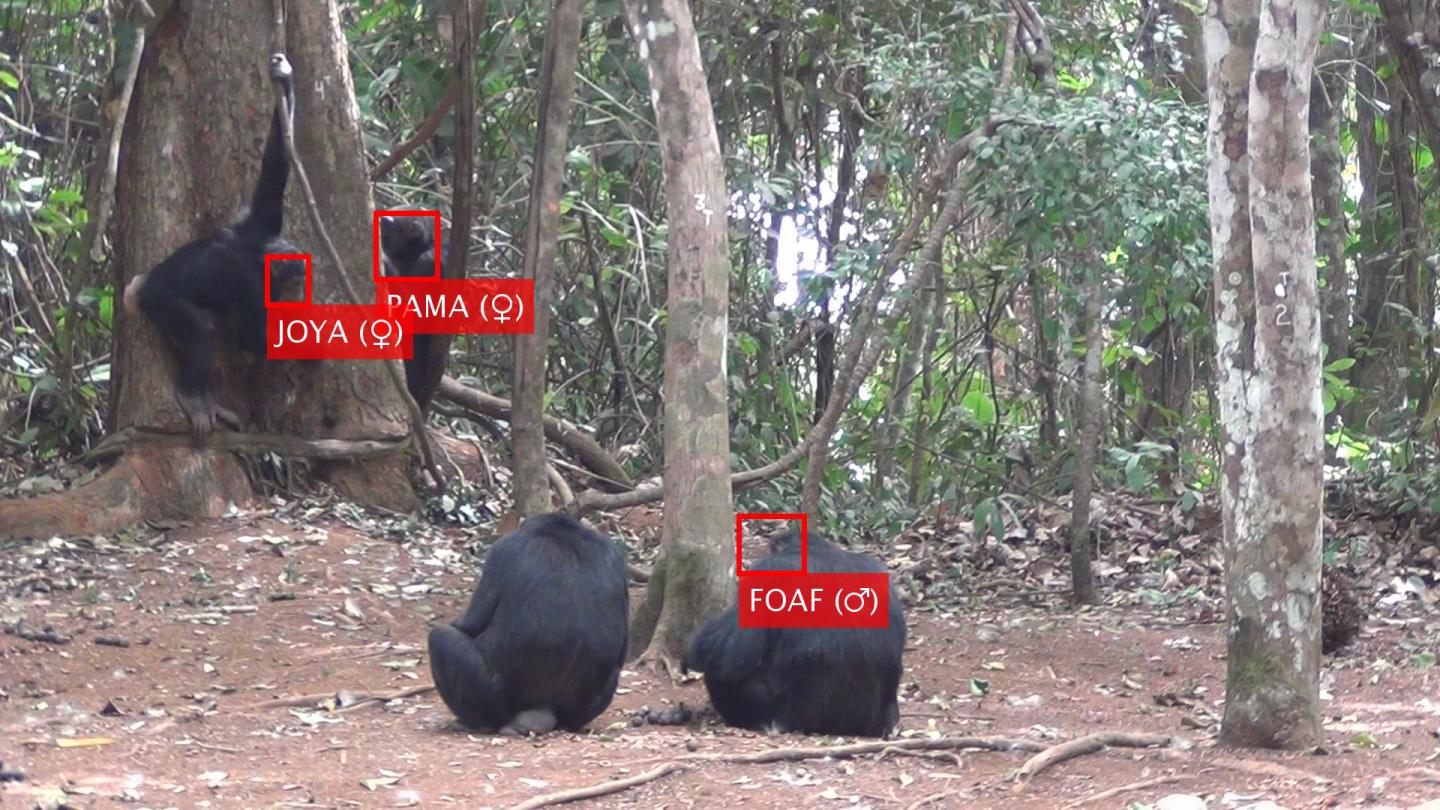 Deep Learning Tool Uses Large Video Datasets to Aid in Wild Chimpanzee ...