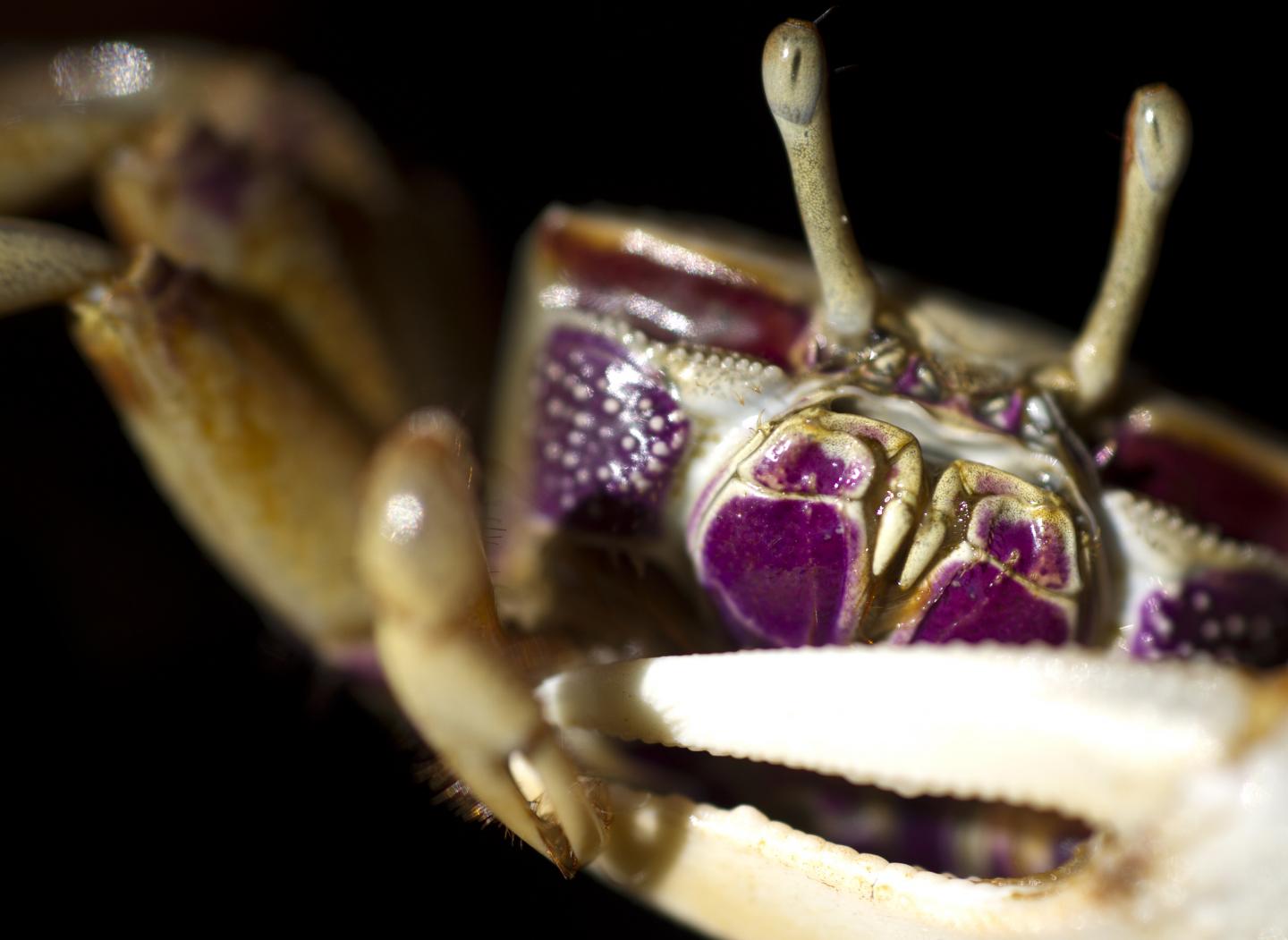 Parallel Processing of Polarization and Intensity Information in ...