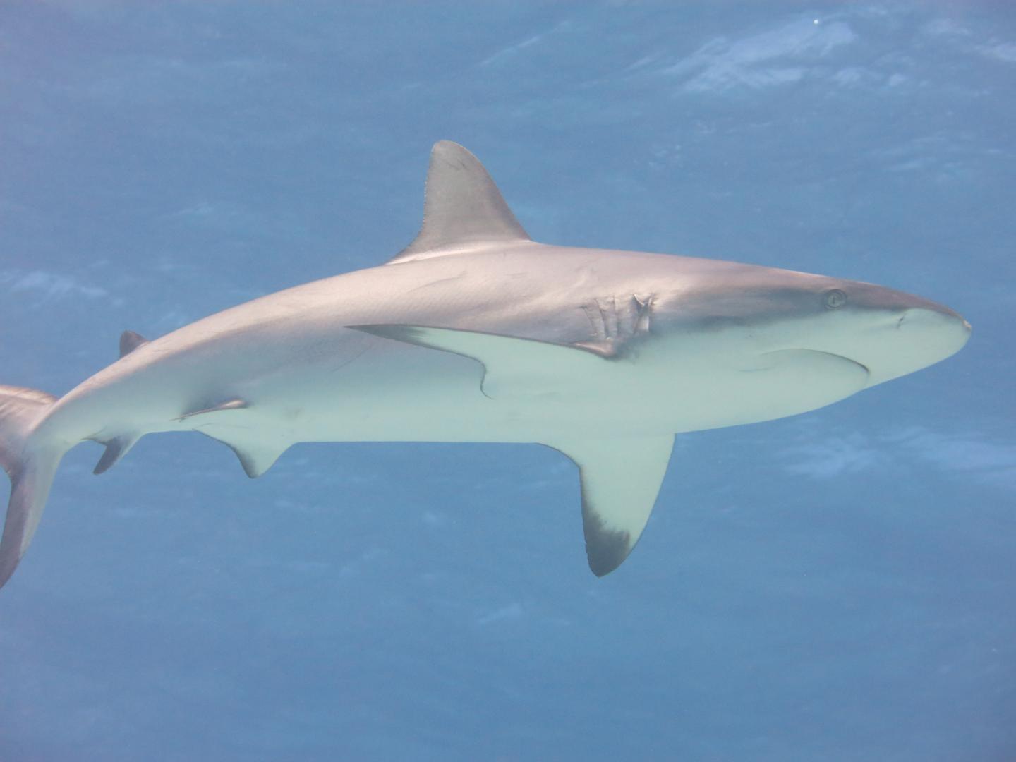 Rare Sharks Are No Longer in the "Dark," Thanks to New Species Survey ...