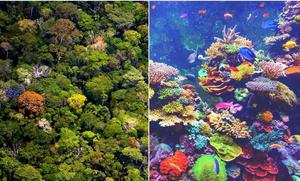 Species diversity promotes ecosystem stability | EurekAlert!