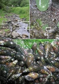 Freshwater snails are surprisingly fast-moving invaders | EurekAlert!
