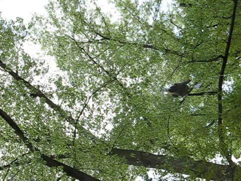 A Tale of Two Crow Genomes (15 of 15) | EurekAlert!