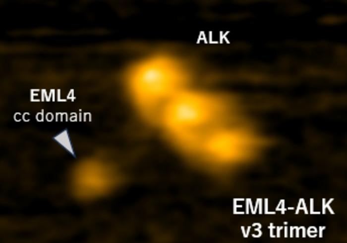 Visualizing how cancer drugs reshape proteins linked to lung cancer ...