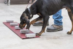 Trained dogs can sniff out CWD, a disease of major concern, in the ...