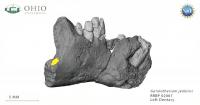 Rukwa Rift Basin Project names new Cretaceous mammal from East African ...