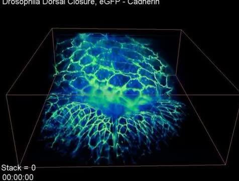 New Microscope Peers at Subcellular Gears in Action (6 of 8) | EurekAlert!