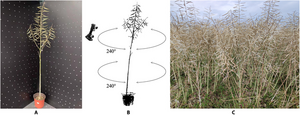 Sizing them up! An algorithm to accurately quantify rapeseed silique ...