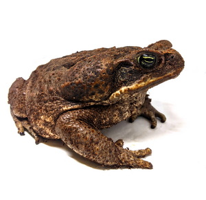 A hard pillbug to swallow: First X-rays of frog feeding show how they ...