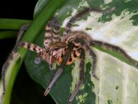 Spinnengift ist ein gefährlicher Cocktail | EurekAlert!