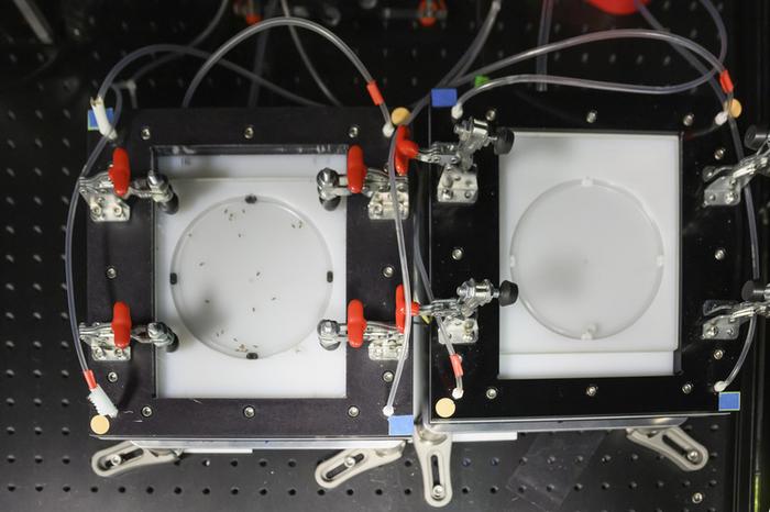 Tiny fruit fly brains offer big insights into why we eat [IMAGE ...