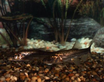 Roundtail Chub [IMAGE] | EurekAlert! Science News Releases