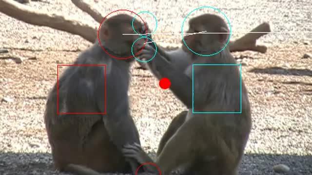 A Neural Explanation for 'Monkey See, Monkey Do' | EurekAlert!