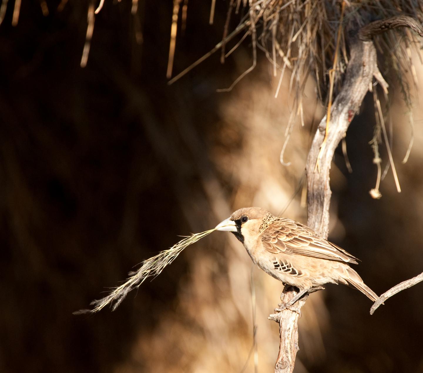 Sociable Weaver [IMAGE] | EurekAlert! Science News Releases