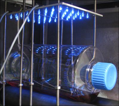Blue Light Activates Genes on Demand (5 of 7) | EurekAlert!