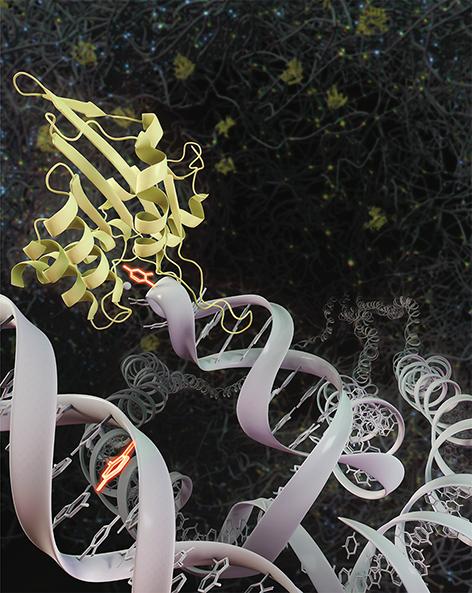 APOBEC3A Protein [IMAGE] | EurekAlert! Science News Releases