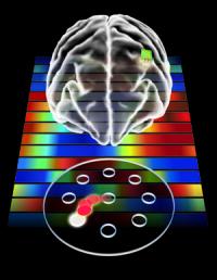 UCSF, UC Berkeley join forces to advance frontier of brain repair ...