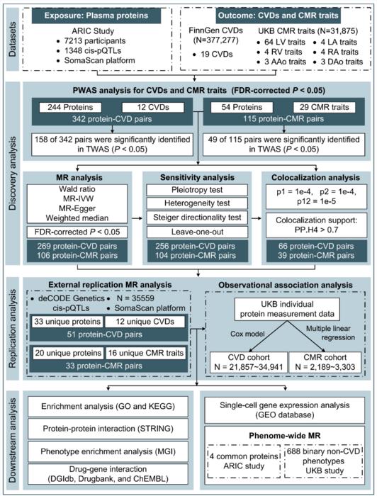 Integrating heart imaging and proteomics identifies drug targets for ...