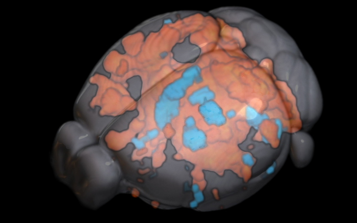 Mouse brain as seen by fMRI [IMAGE] | EurekAlert! Science News Releases