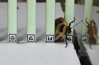 Jitterbug: Roaches and robots shake it to transition between movements ...