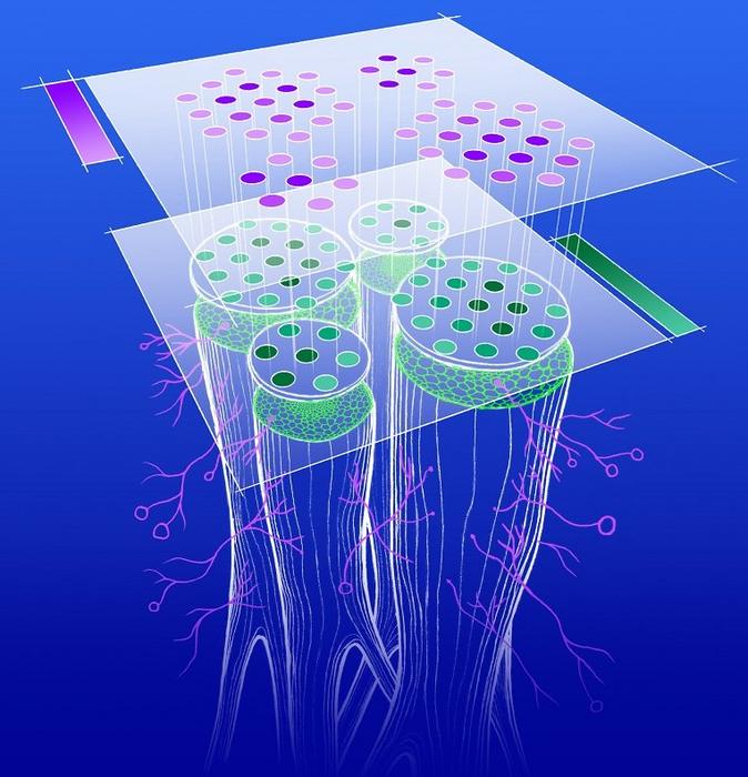 Researchers Use A New Two Dimensional Analysis To Build A Map Of Gene