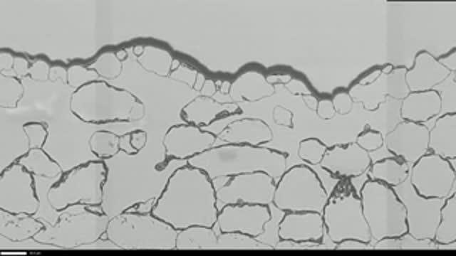 Protein Helps Plants Avoid Accumulation of Damaged Chloroplasts (2 of 2 ...