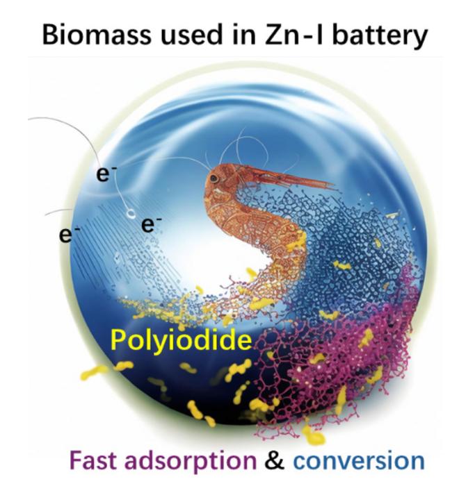 Waste shells and plant compounds inspire a biochar coating for more ...