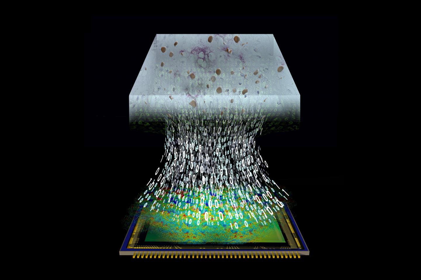 Seeing Through Thick Tissue More Clearly, Thanks to an Affordable ...
