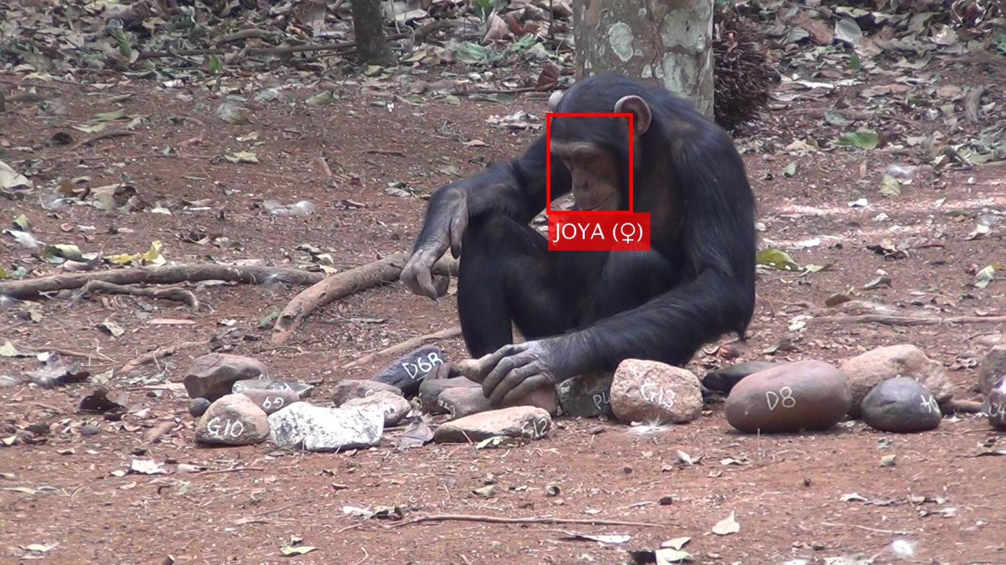 Deep Learning Tool Uses Large Video Datasets to Aid in Wild Chimpanzee ...