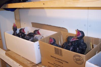 A Tale of Two Crow Genomes (14 of 15) | EurekAlert!