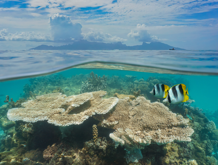 Coral Reef Moorea [IMAGE] | EurekAlert! Science News Releases