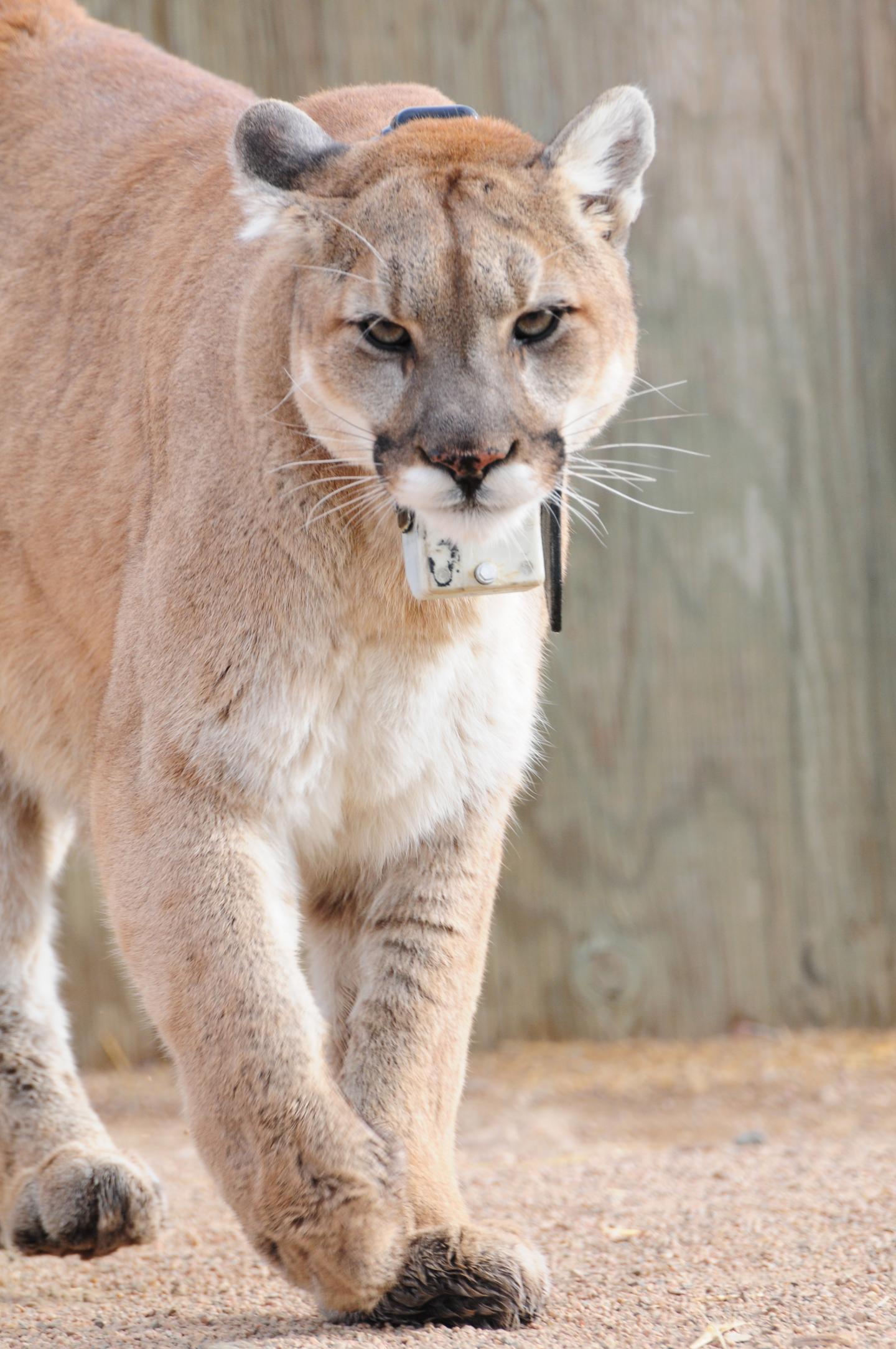 Cheetahs and Pumas Strike a Balance to Hunt (9 of 18) | EurekAlert!