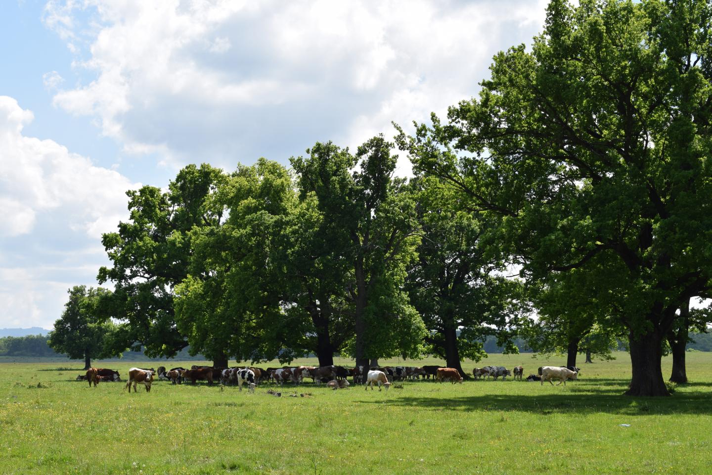 Understanding the Complexity of Wood-pastures in Europe Integral for ...