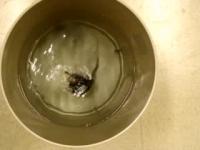 Light Switches Brain Signaling (10 of 10) | EurekAlert!