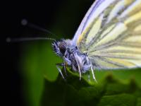 A Butterfly's Massively Reshuffled Genome Has Shaped Its Evolution (1 of 2) | EurekAlert!