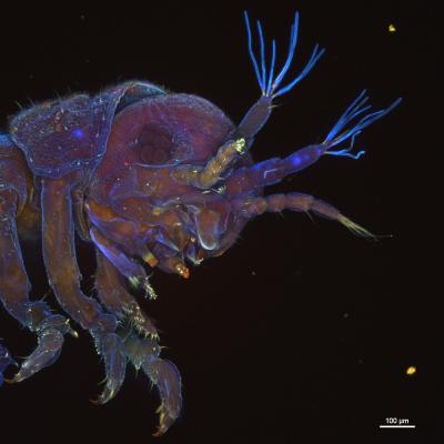 Limnoria -- The Wood-Eating Gribble [IMAGE] | EurekAlert! Science News ...