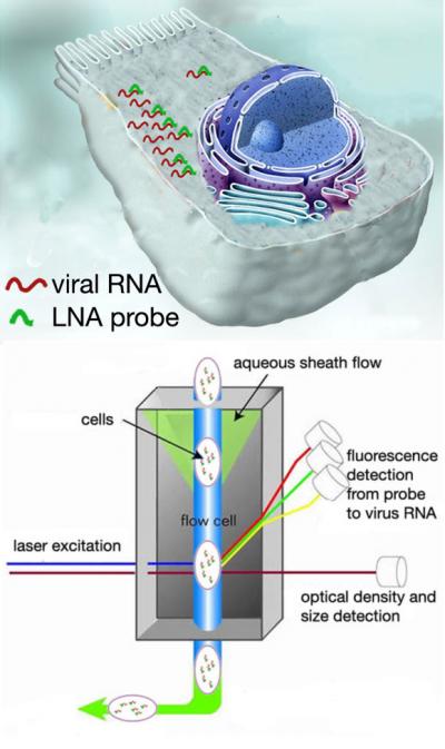 LNA Probe [IMAGE] | EurekAlert! Science News Releases