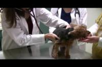 For common toy breed dog windpipe issue, MU veterinarians use ...