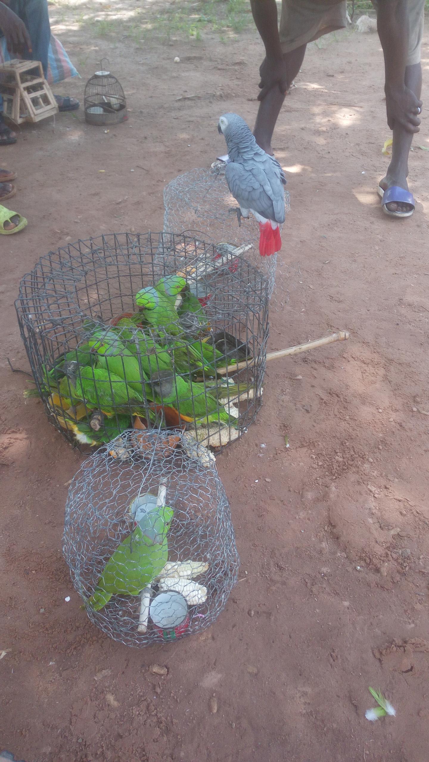 Ban Grounded European Wild Bird Trade, But New Trade Routes Emerged ...