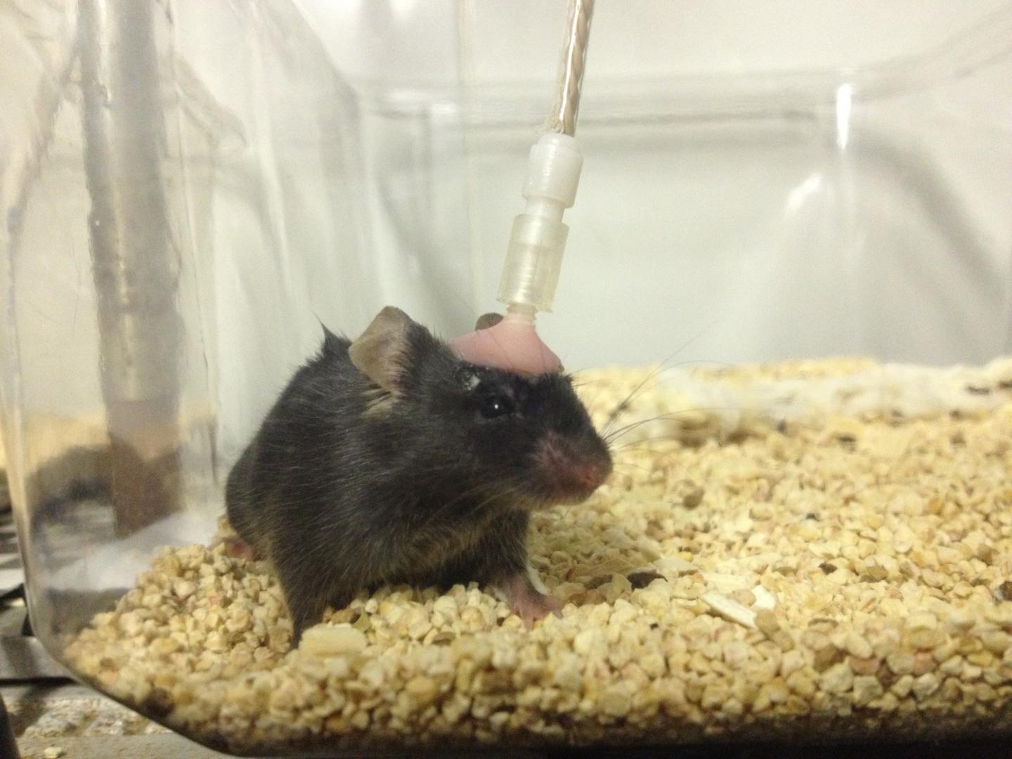 New Prize-Winning Research May Offer Blueprint for Tackling Addiction ...