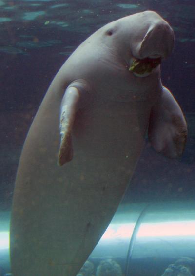 Earth's Water Cycle, From the Mouths of Sea Cows (1 of 9) | EurekAlert!