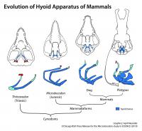 Early Mammal Fossil Reveals the Evolutionary Origins of Having a Loose ...