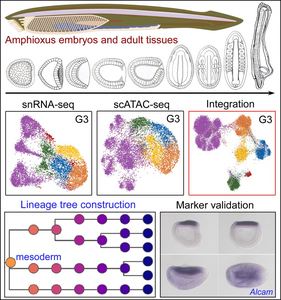 Amphioxus sequencing gives insight on vertebrate evolution | EurekAlert!